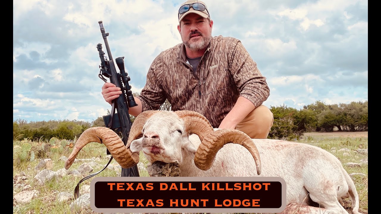 Hunting A Big Texas Dall Ram At Texas Hunt Lodge Youtube