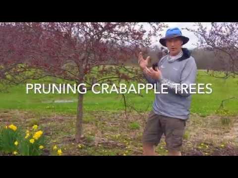 Crabapple Tree Pruning Timing Is Everything Guide Howspruce Blog