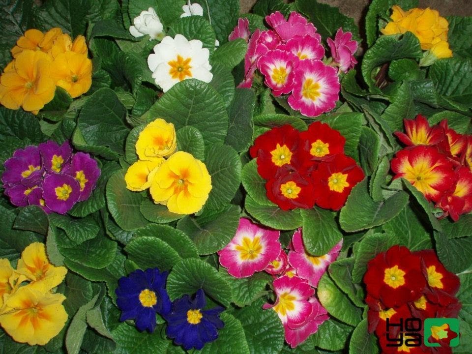 Primula Vulgaris Youtube