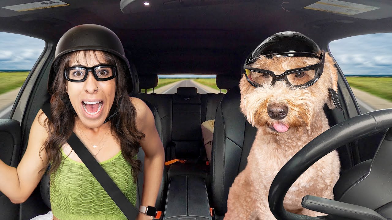 World S Smartest Dog Youtube