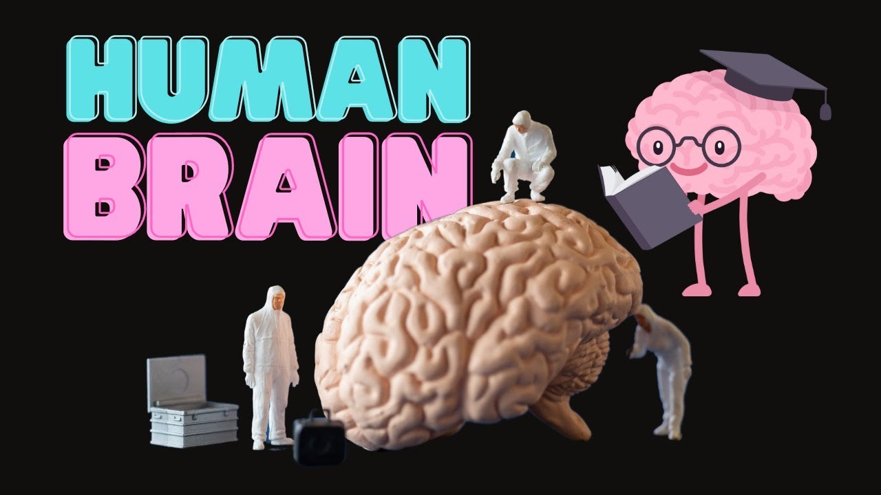 Human Brain Structure And Function Anatomy Youtube