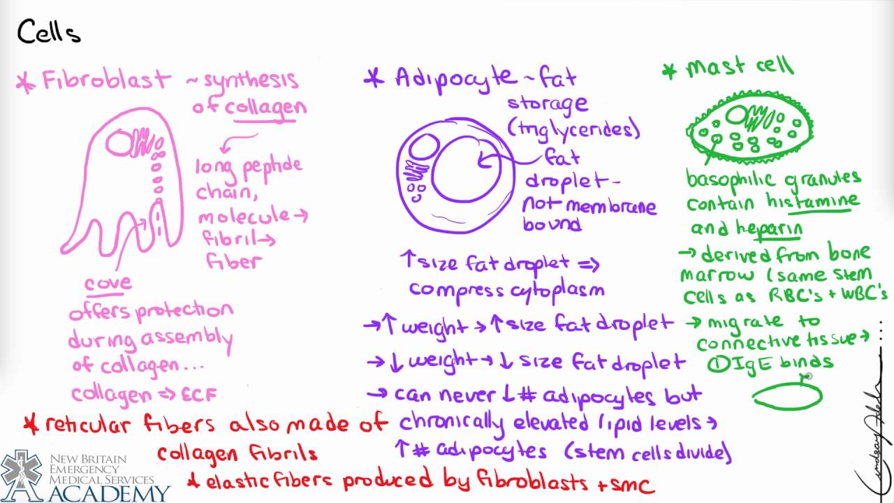 Connective Tissue Youtube