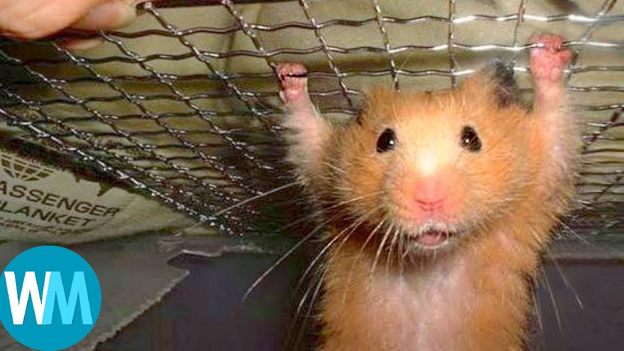 Top 5 Hamster Part 41949 Youtube