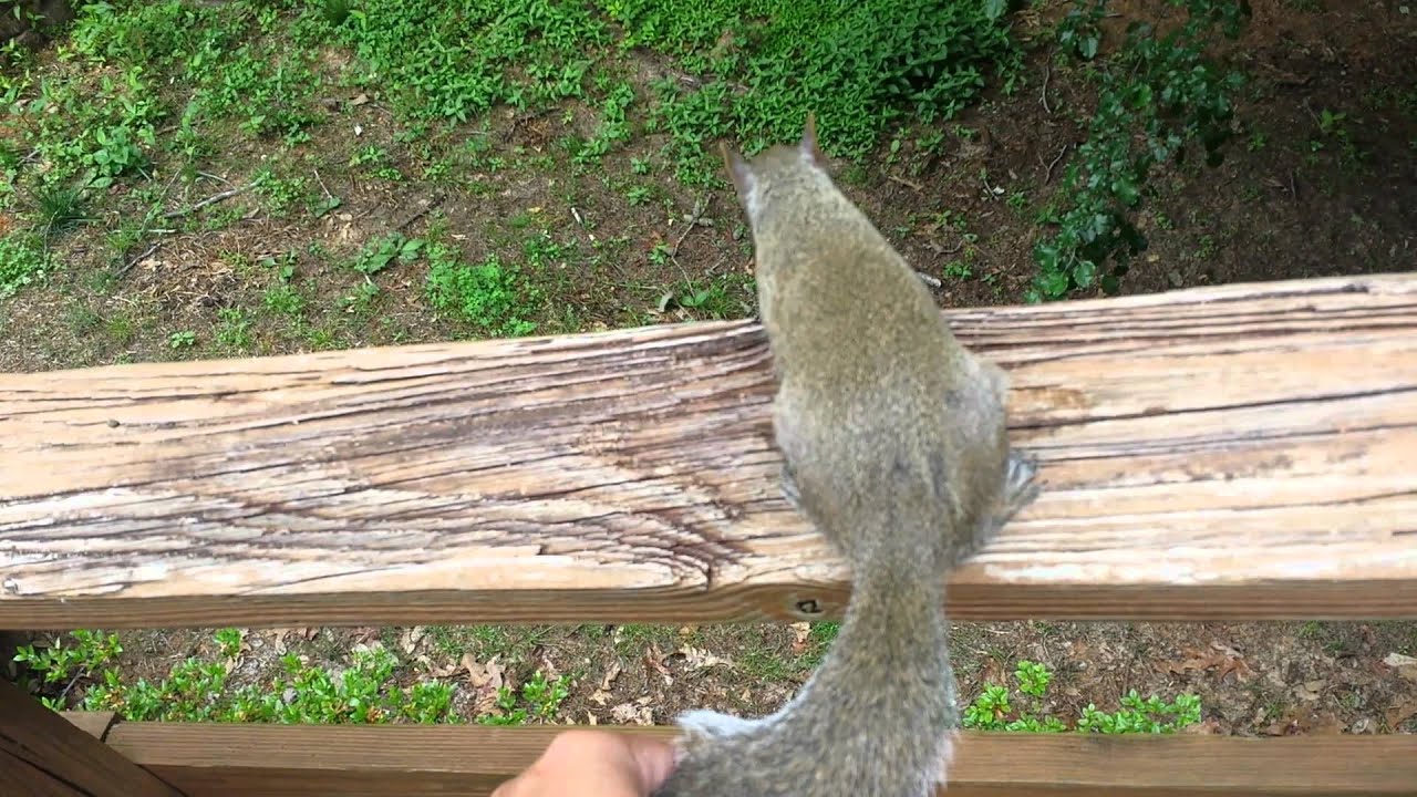 Squirrel Part 1 Youtube