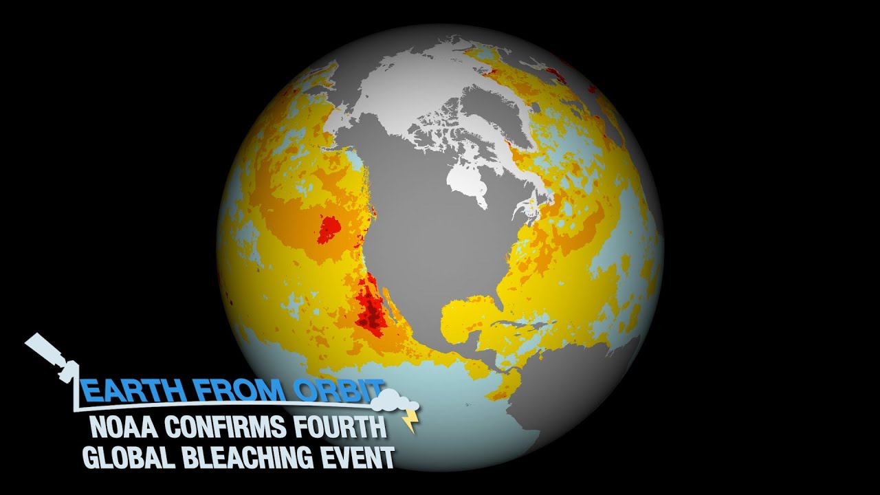 Noaa Confirms Fourth Global Coral Bleaching Event Youtube
