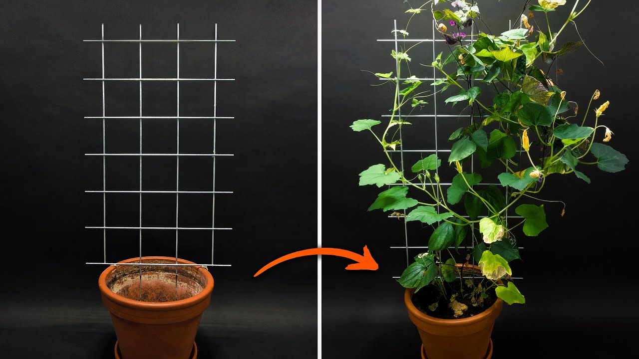 Climbing Plants Time Lapse 83 Days Youtube
