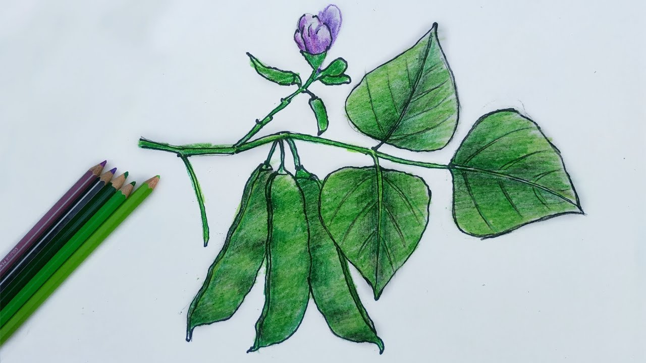 Drawing A Bean At Larissa Morning Blog