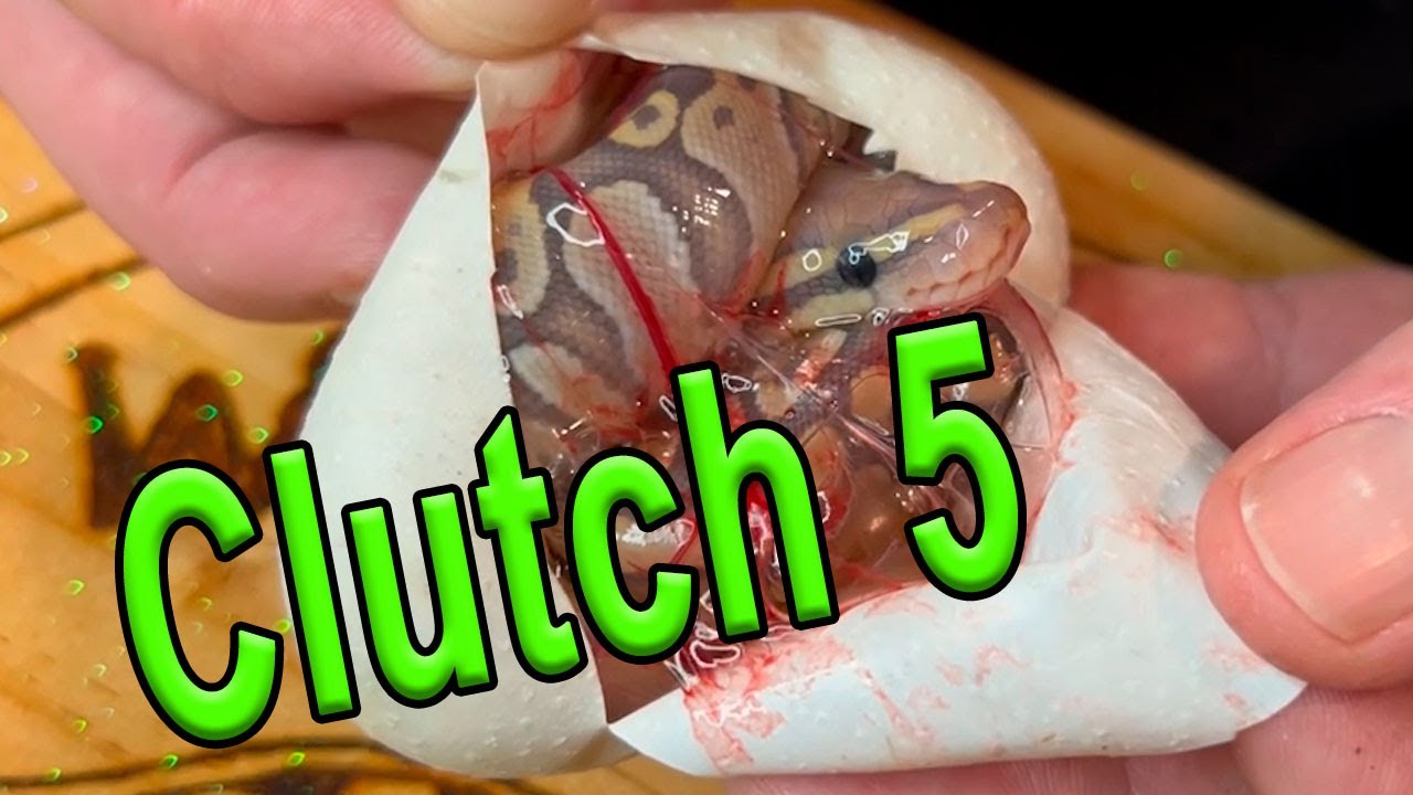 Clutch 5 Egg Cutting Ball Python Youtube