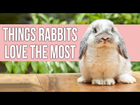 The Top 8 Things Rabbits Like Most Research