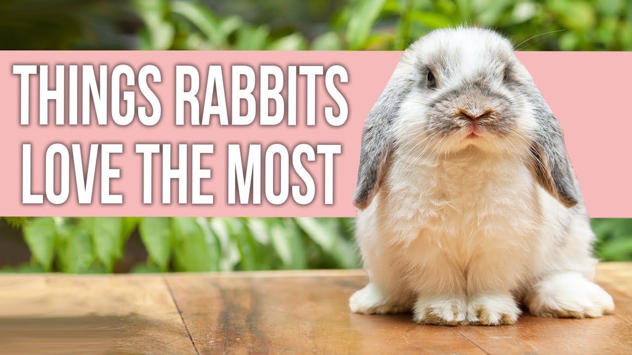 8 Things Rabbits Love The Most Youtube