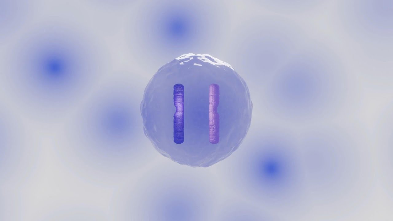 Meiosis Youtube