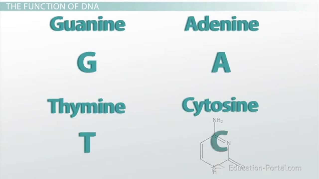 Rna Base Pairing The Secret Code Of Life Explained Transtutor Blog