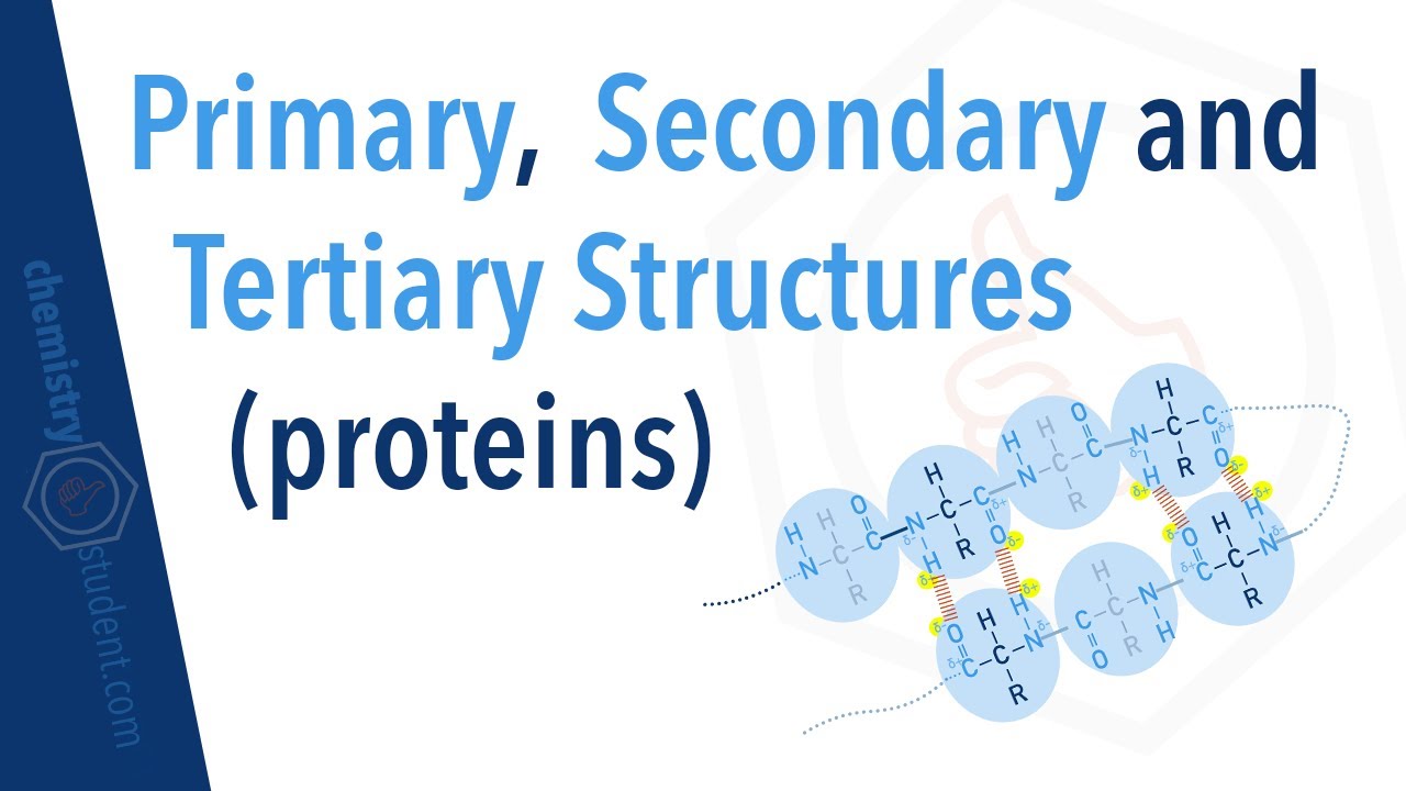 Primary Structure Protinteract A Deep Learning Framework For
