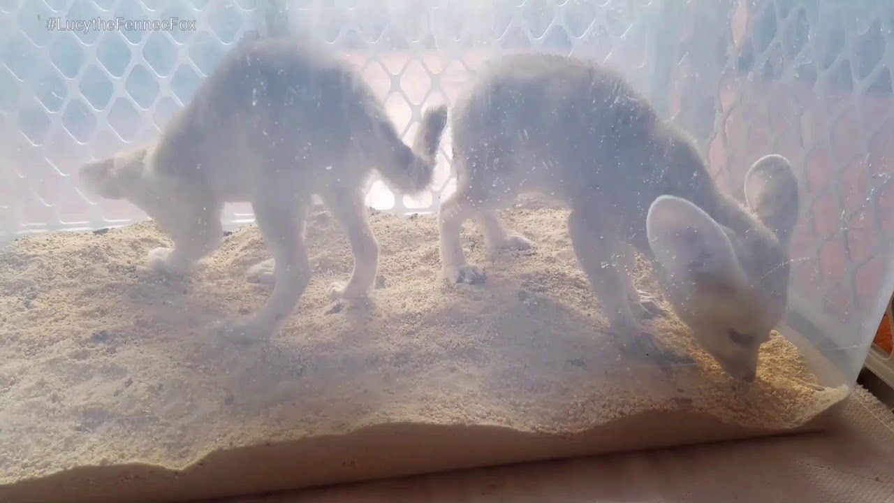 Fennec Fox Kits Eating Bugs In The Sand Youtube
