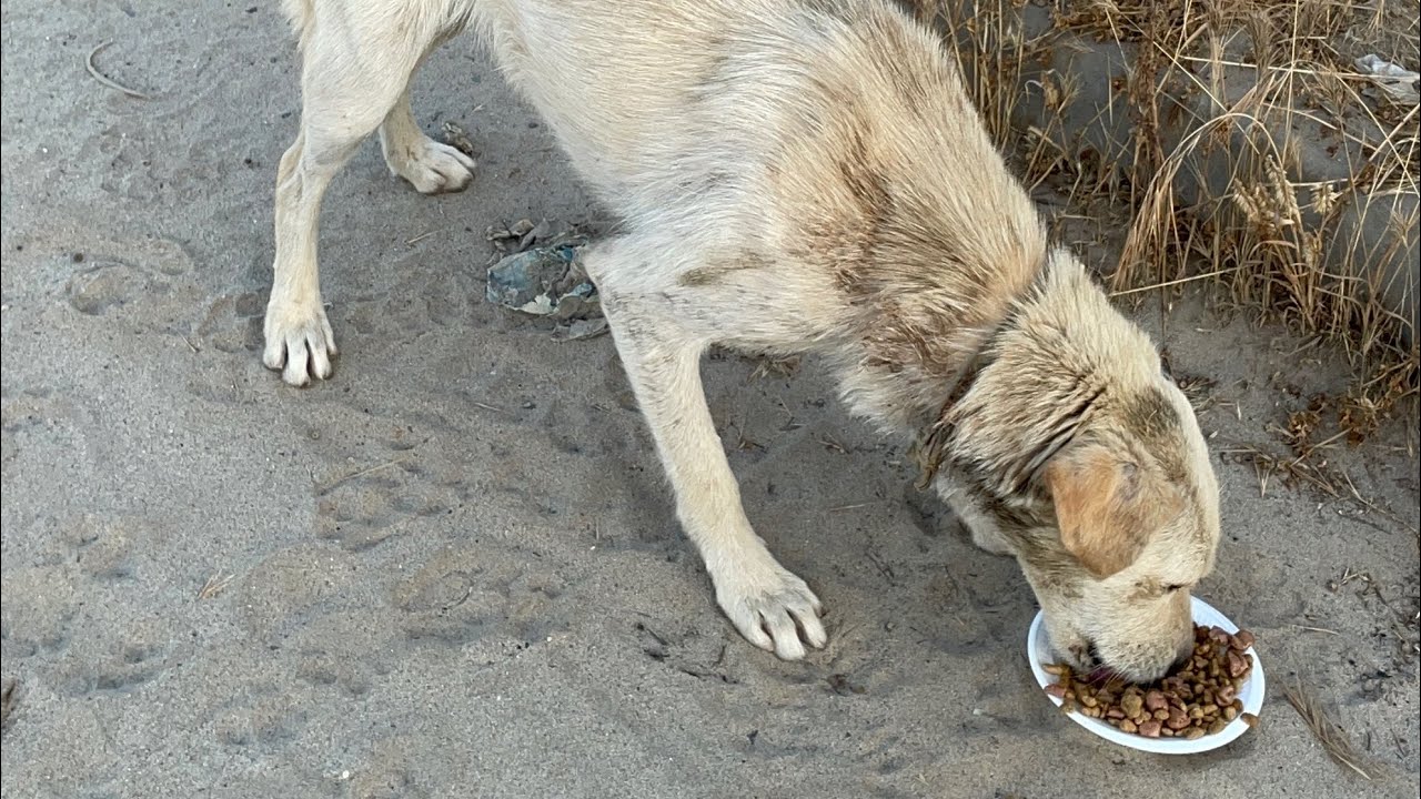Perrito Callejero Con Hambre Youtube