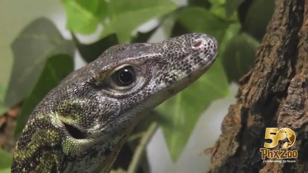 Baby Komodo Dragons Youtube