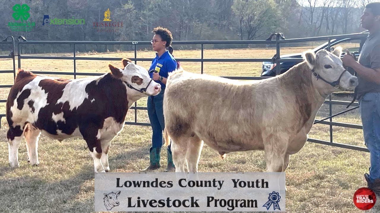 Lowndes County Youth Livestock Program Steer Showcase Youtube