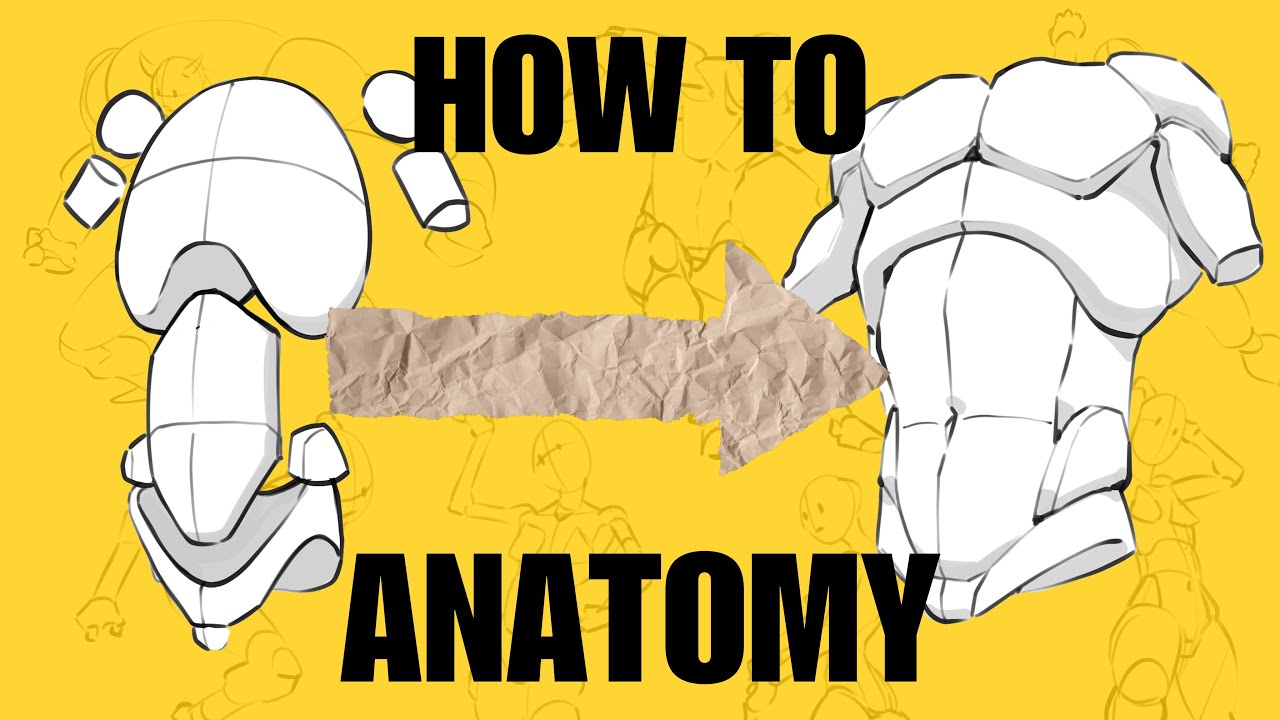How To Draw Basic Anatomy Youtube