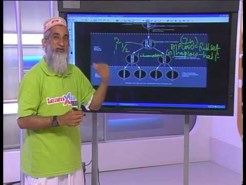 Meiosis And Cell Division Grade 12 Life Sciences Youtube