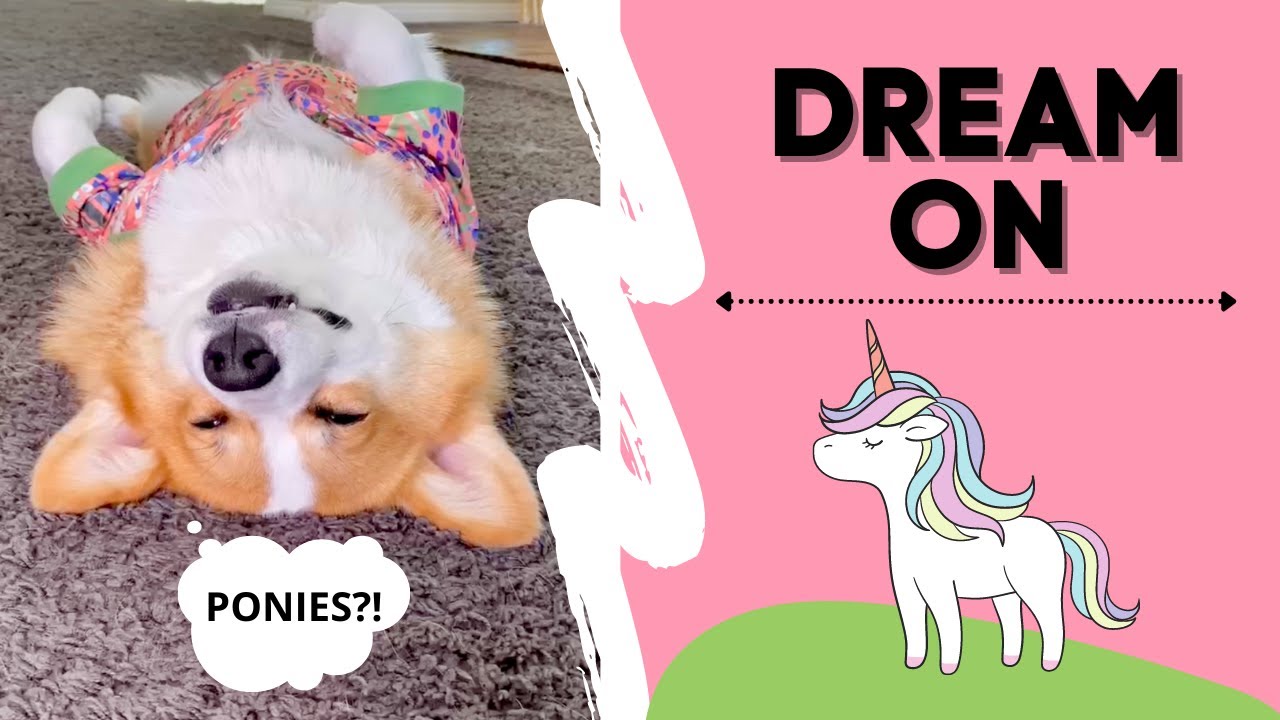 Dog Gets A Pony Dream Corgi Youtube