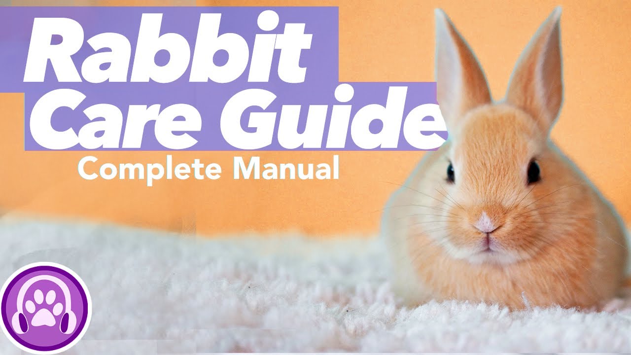 Basic Rabbit Care Beginners Guide To Owning A Rabbit 2021