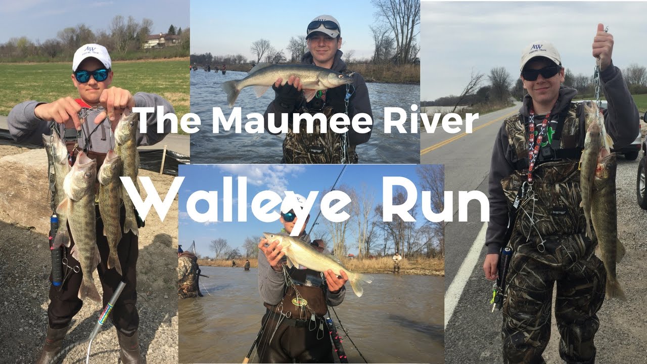 The Maumee River Walleye Run Youtube