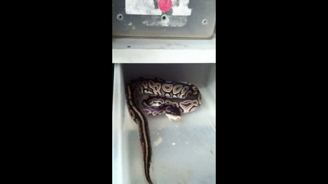 Ball Python Bites Youtube