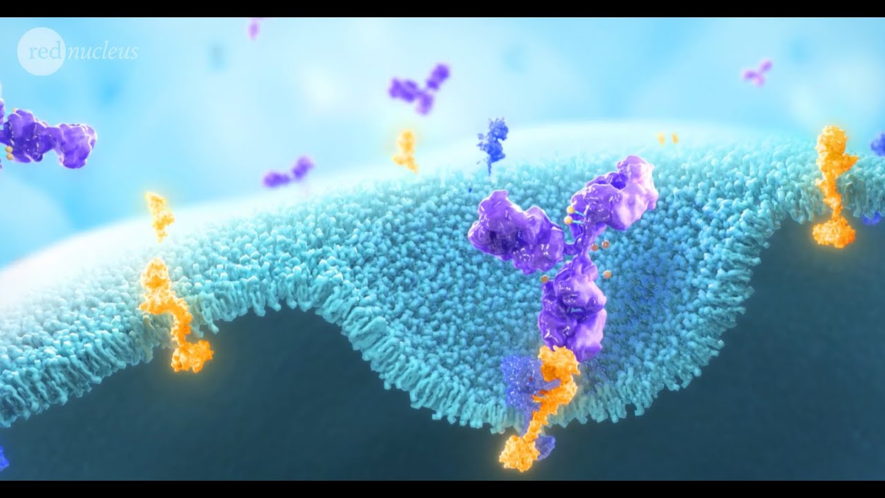 Red Nucleus Medical Animation Reel Youtube