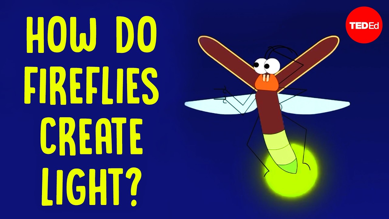 How Do Fireflies Create Light Emily A Geest Youtube
