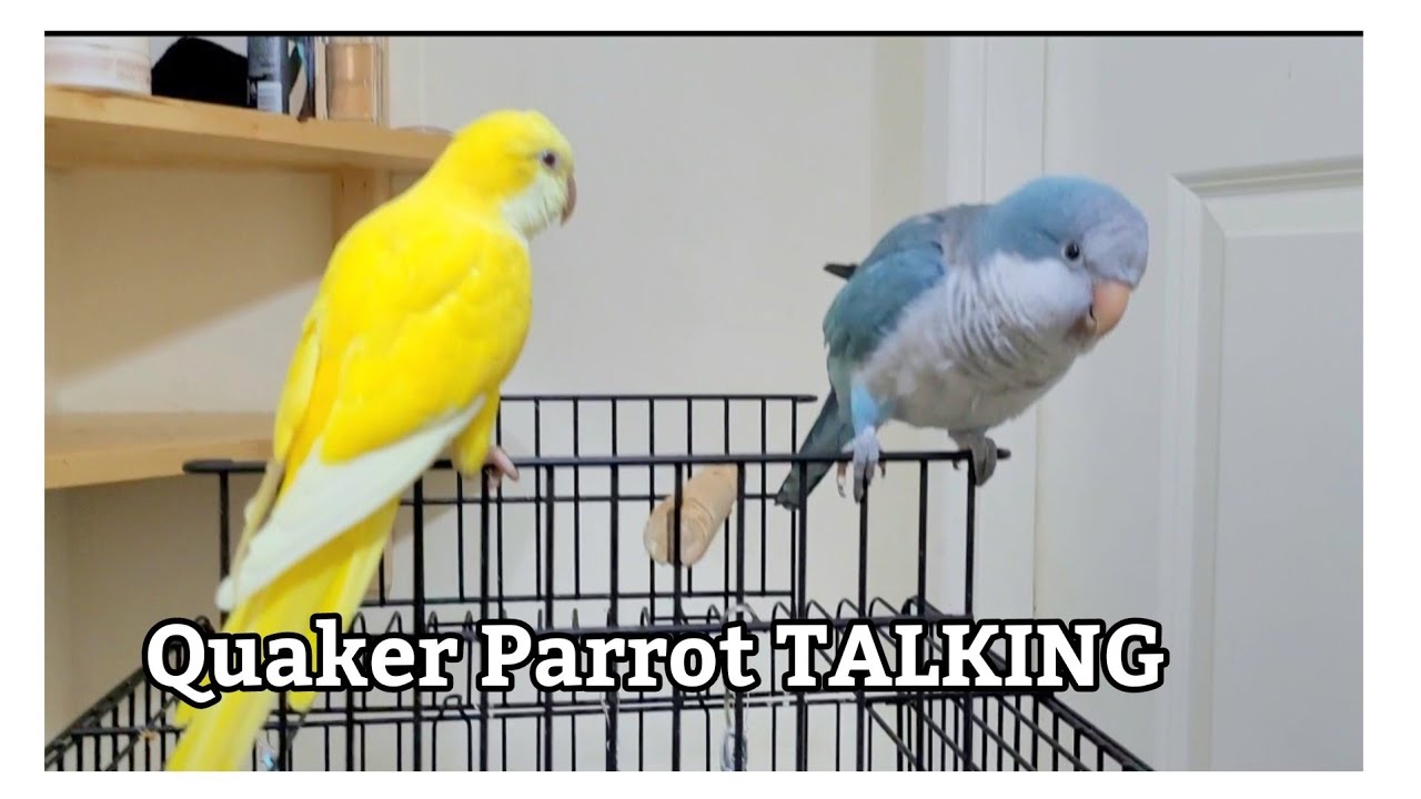 Blue Quaker Parrot Talking In The Cage Monkparakeet Sounds Quaker