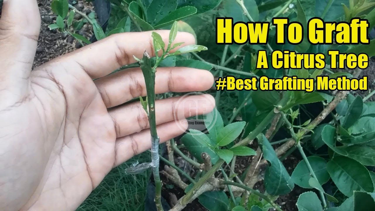How To Graft Citrus Best Grafting Method Youtube