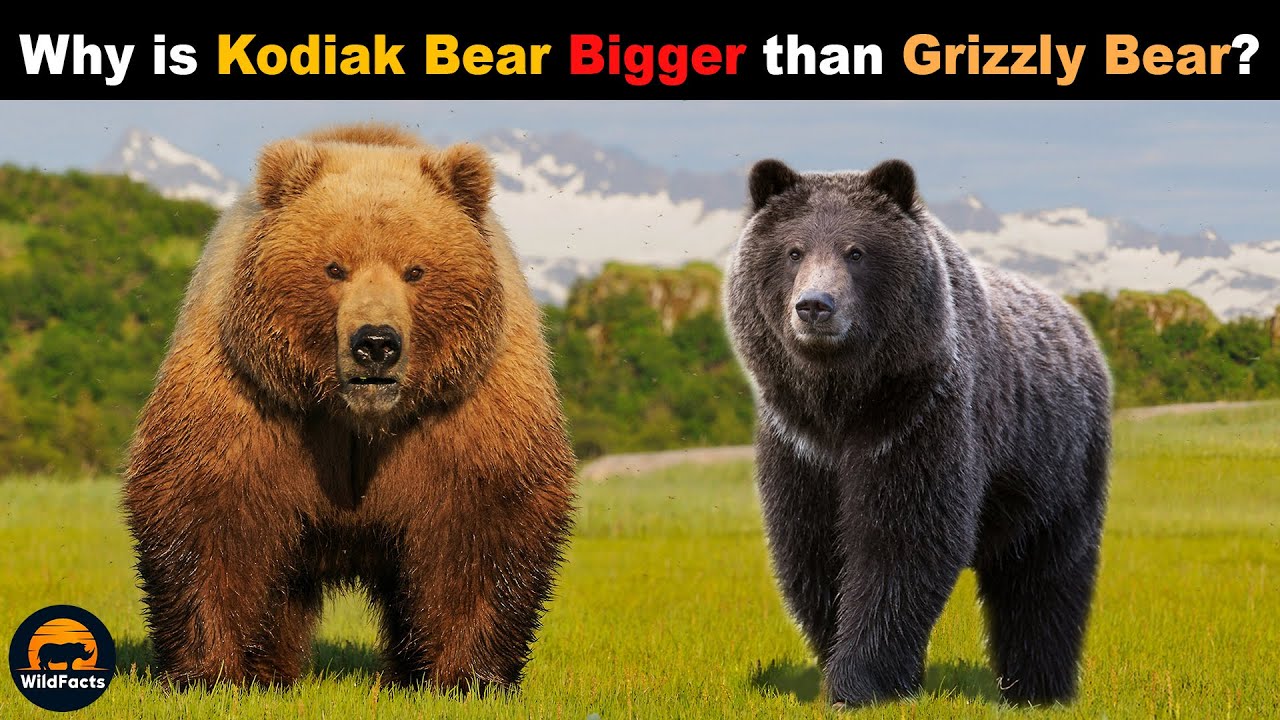 This Is Why The Kodiak Bears Are Bigger Than The Grizzly Bears Youtube