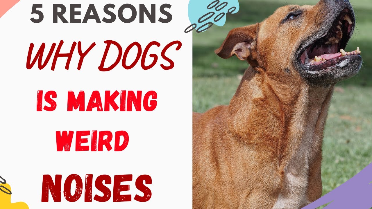 Why Is My Dog Making Weird Noises Youtube