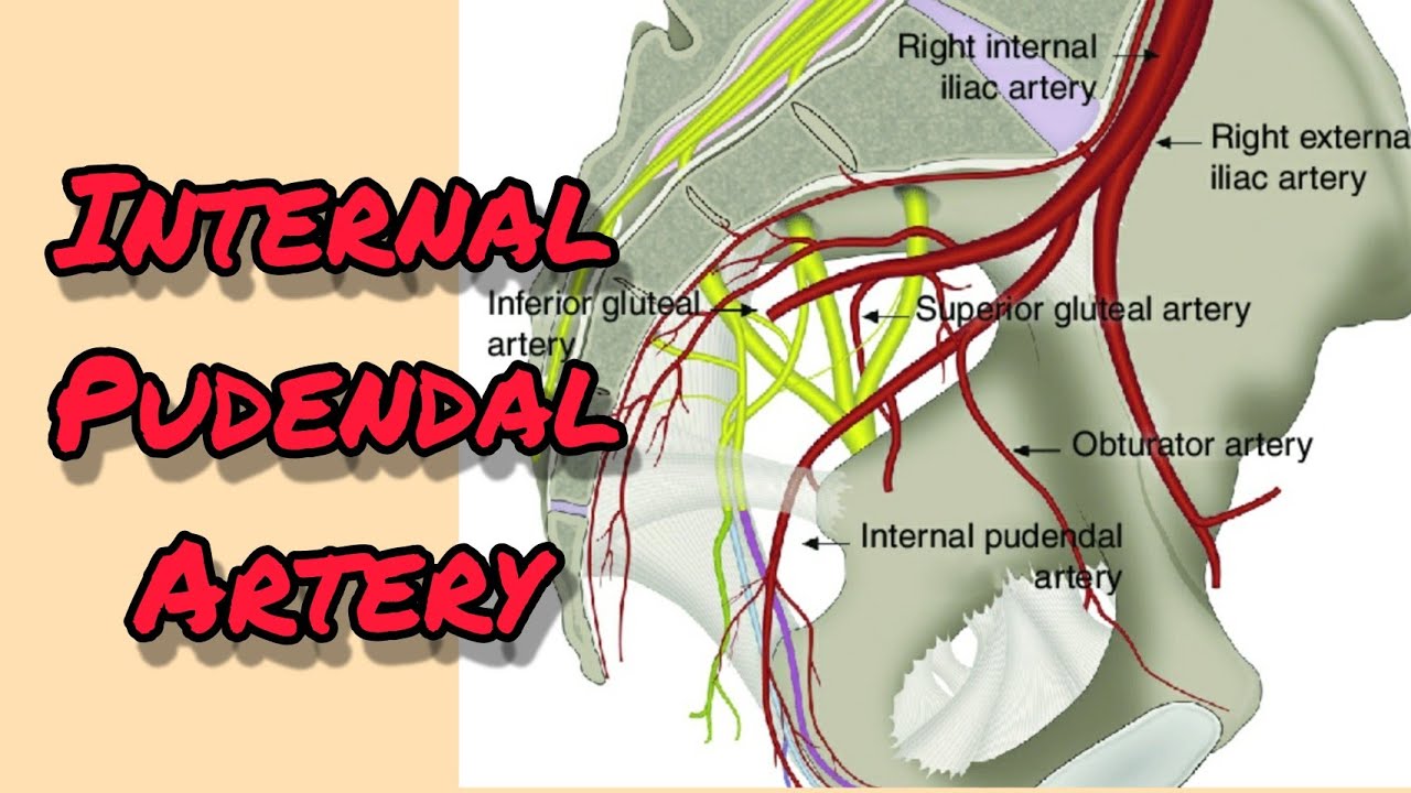Internal Pudendal Artery Easy Explanation Dr Fizaali 61 Youtube