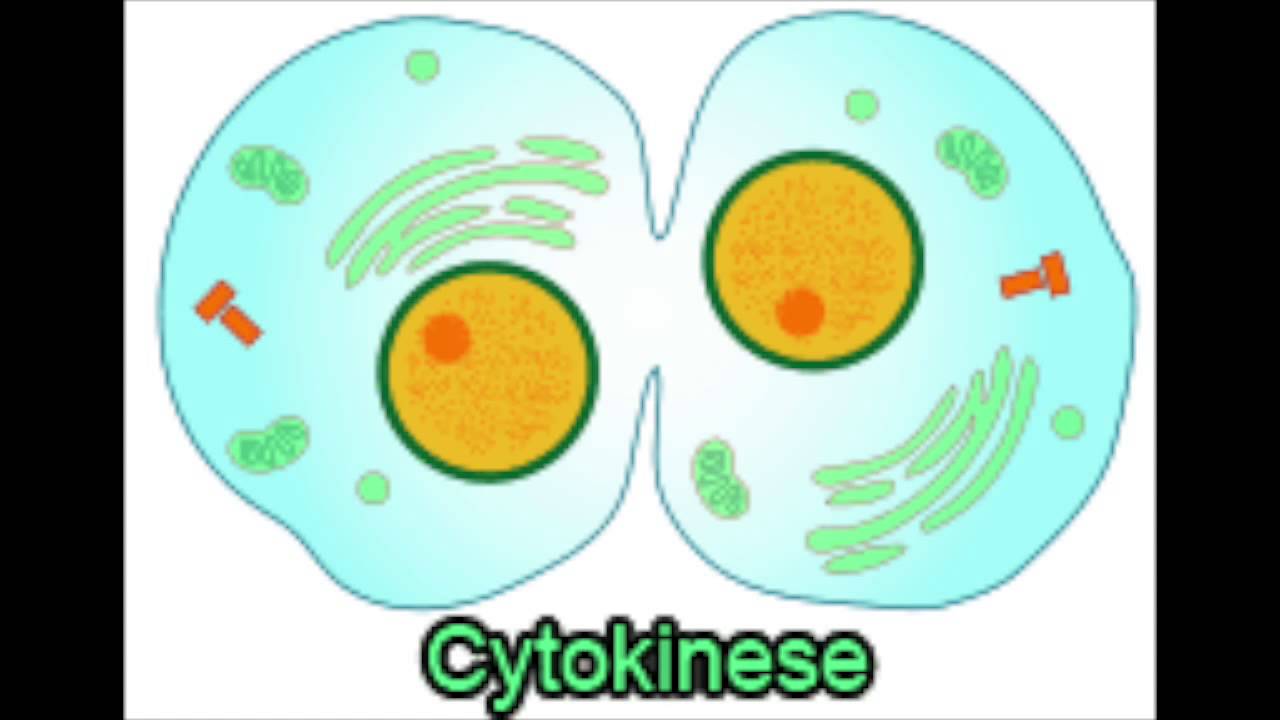 Mitose Celledeling Youtube