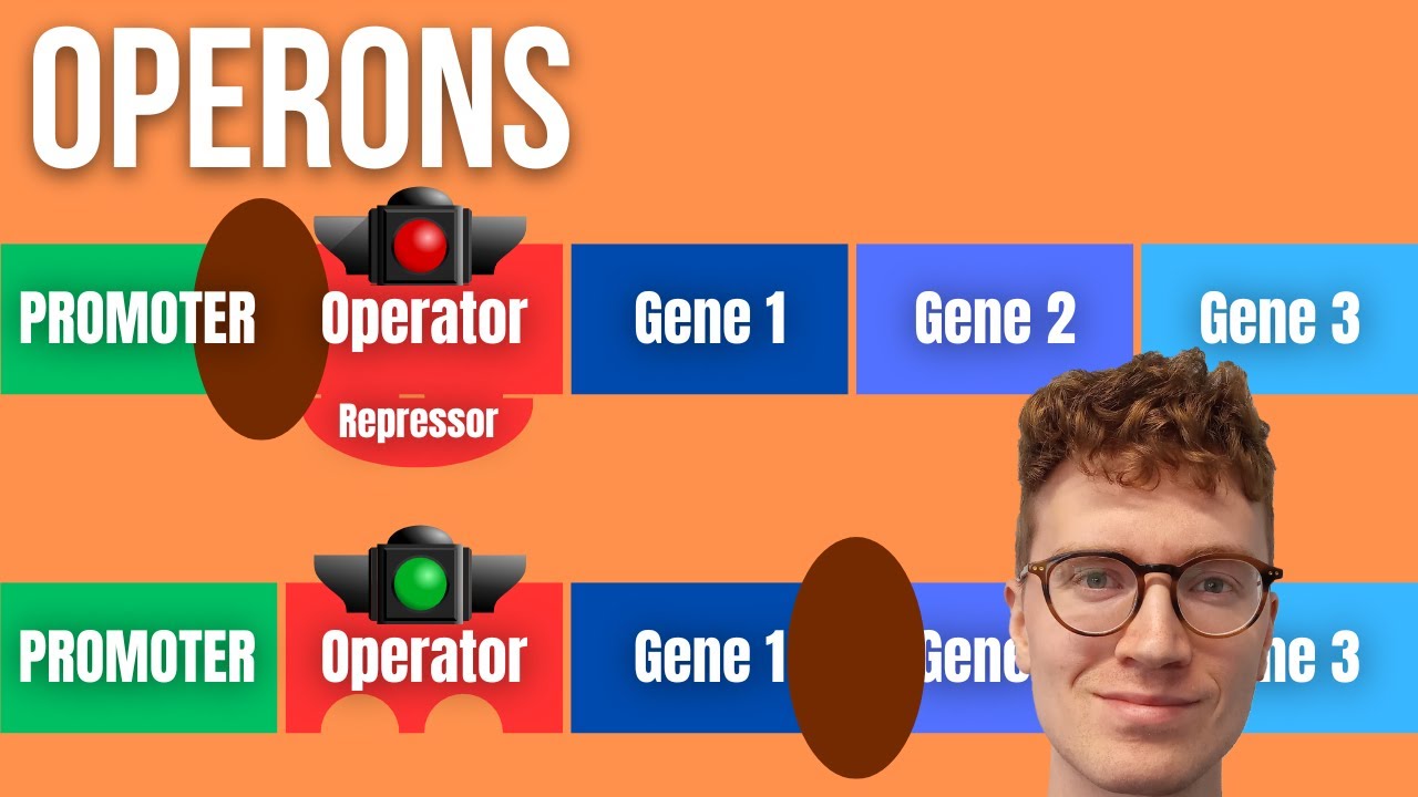 Operons And Gene Regulation Explained For Beginners Youtube