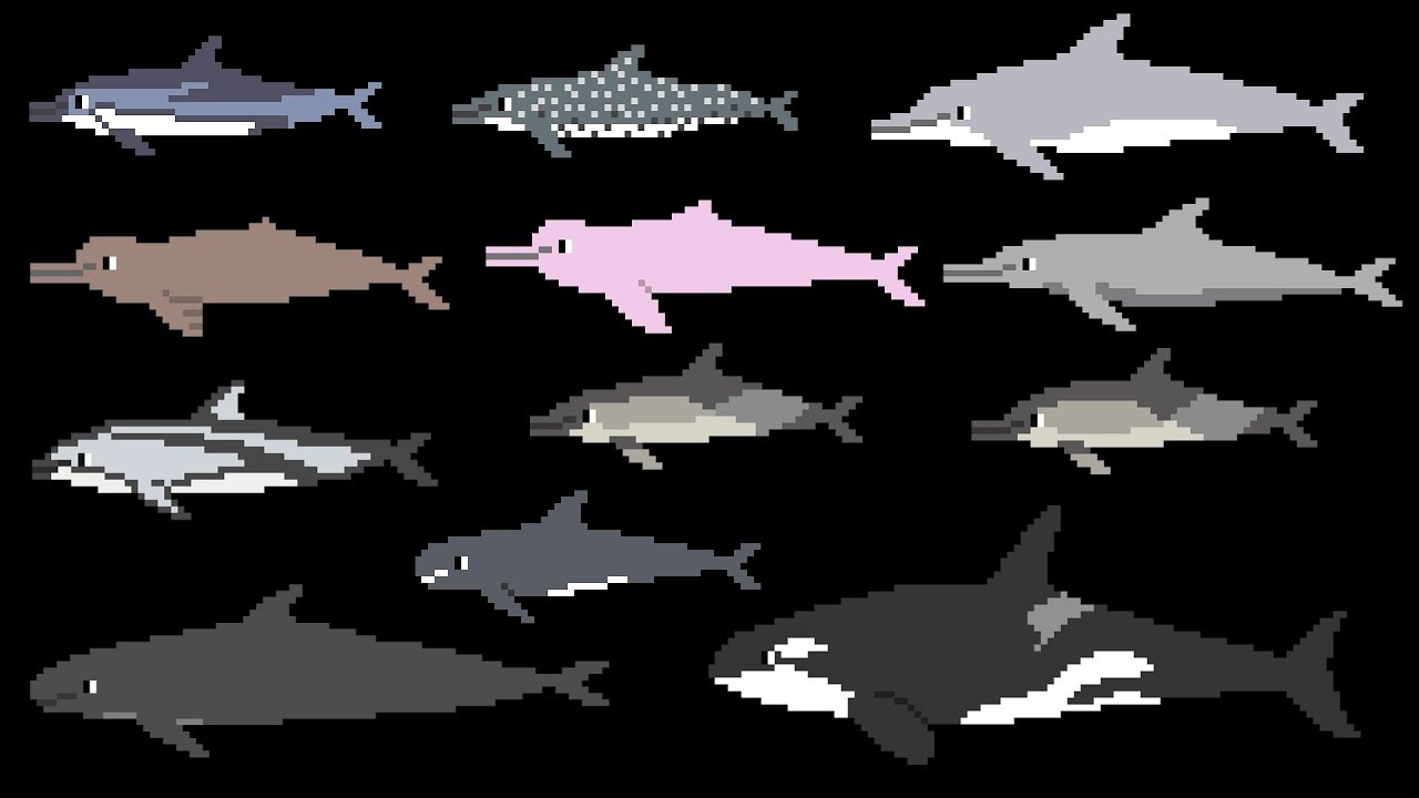 Dolphins Bottlenose Dolphin Killer Whale Animals The Kids