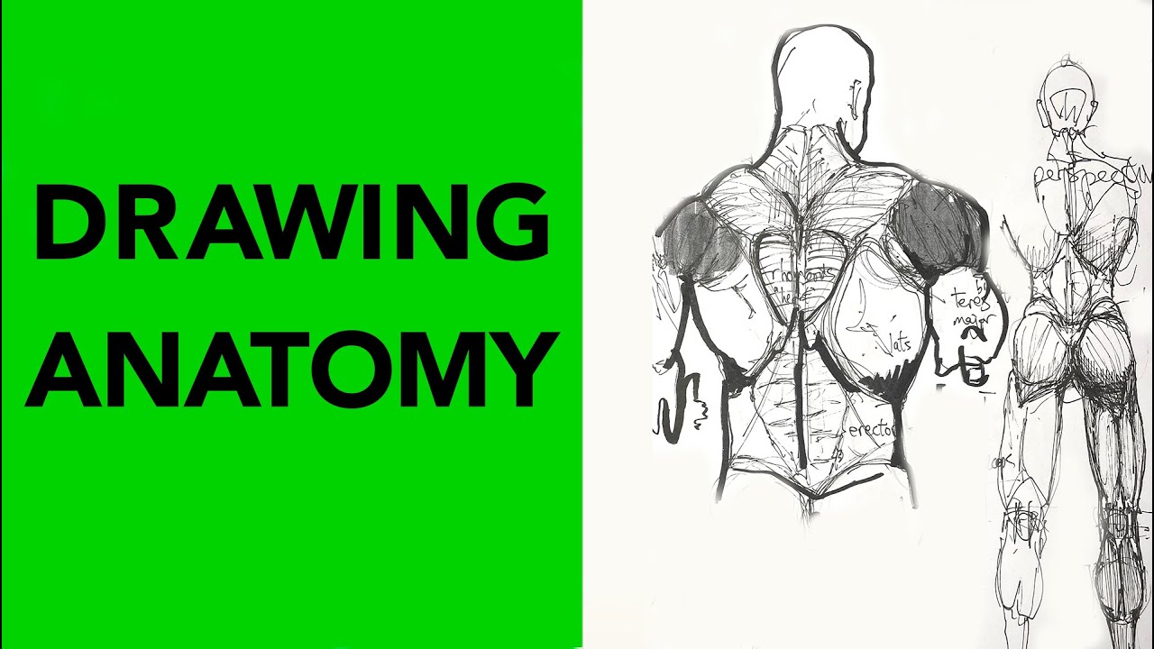 7 Ways To Draw Anatomy Learn Anatomy To Improve Drawing The Human