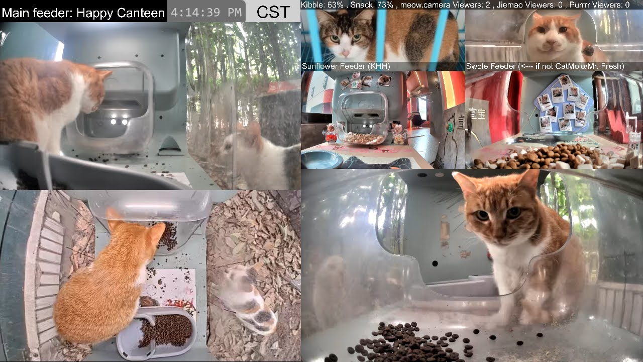Happy Canteen Restream Hello Street Cat Youtube