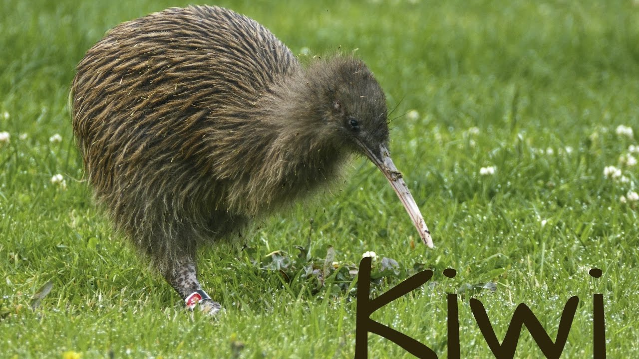 Kiwi Bird 4k Youtube