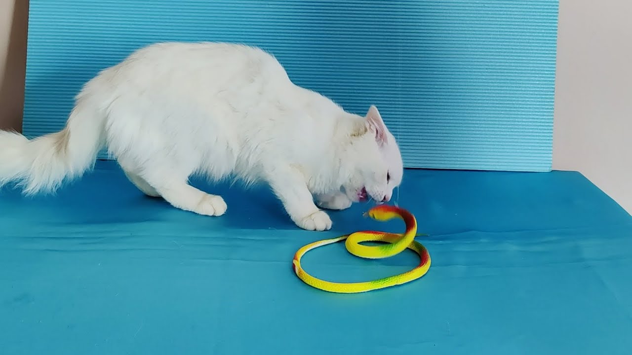 Cat Vs Snake 4k Youtube