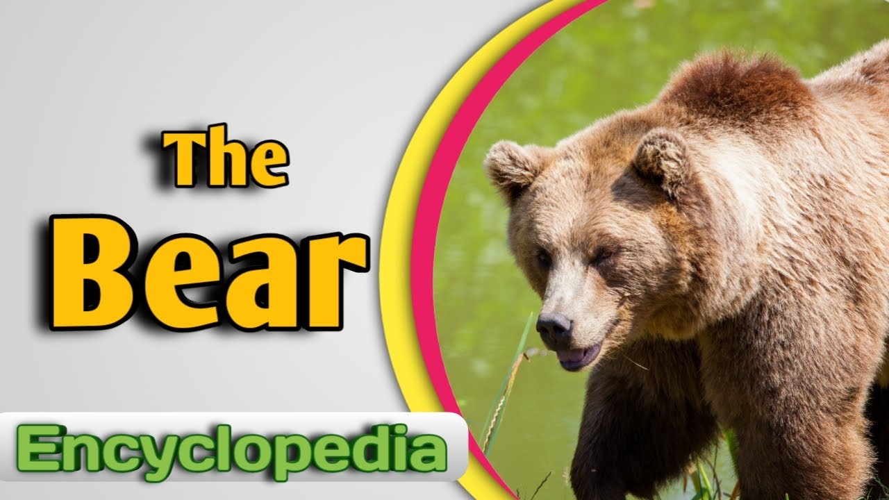 The Bear Audio Video Encyclopedia Youtube