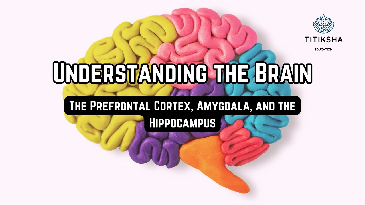 Human Brain Youtube