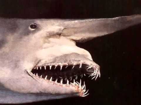 Goblin Shark Alien Of The Deep Youtube