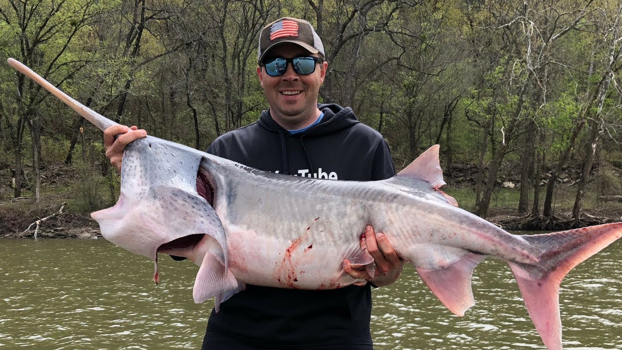 Monster Fish In Oklahoma Snagging Paddlefish With T Mcd S Guide