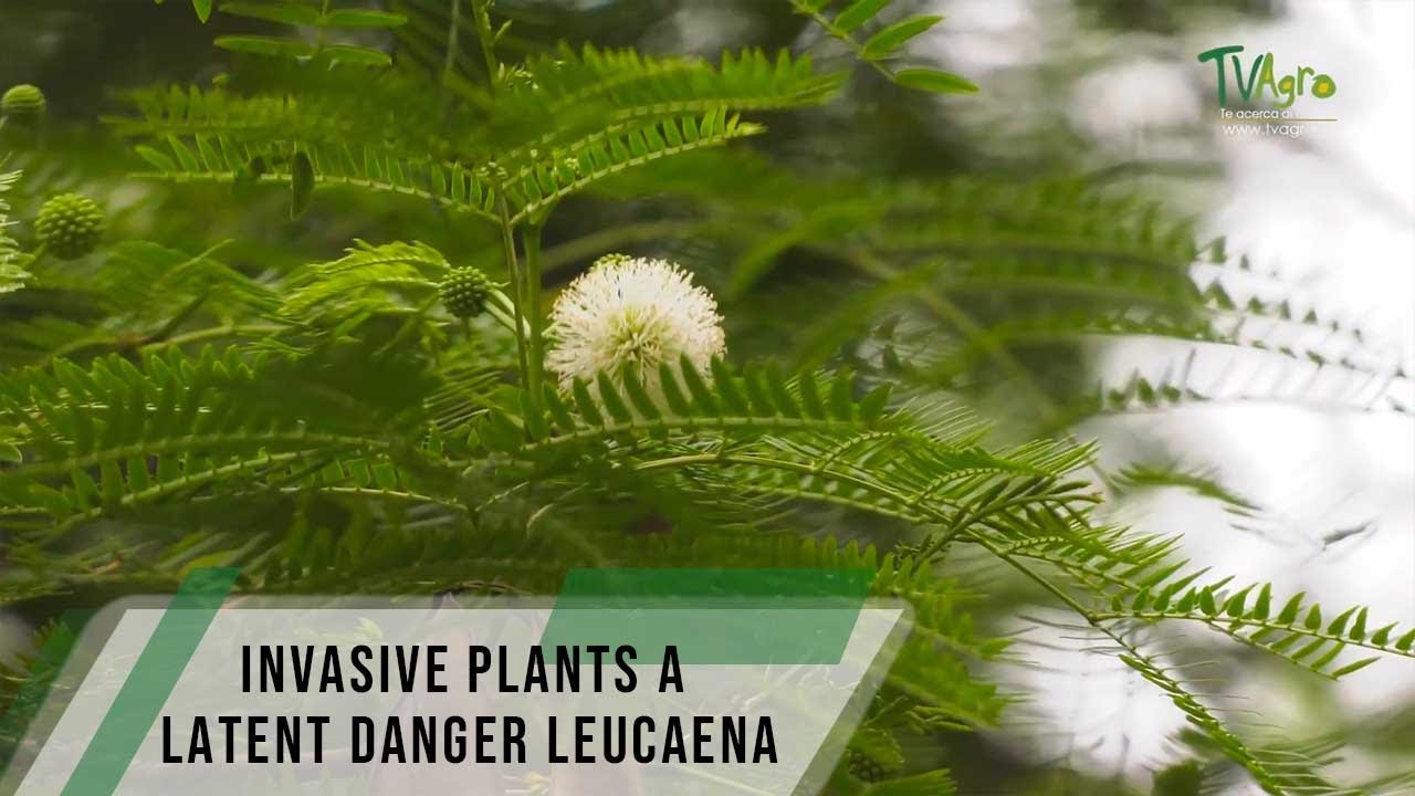 Invasive Plants A Latent Danger Leucaena Youtube