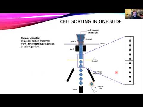 Openflow Introduction To Cell Sorting Part Ii Flow Cytometry Video