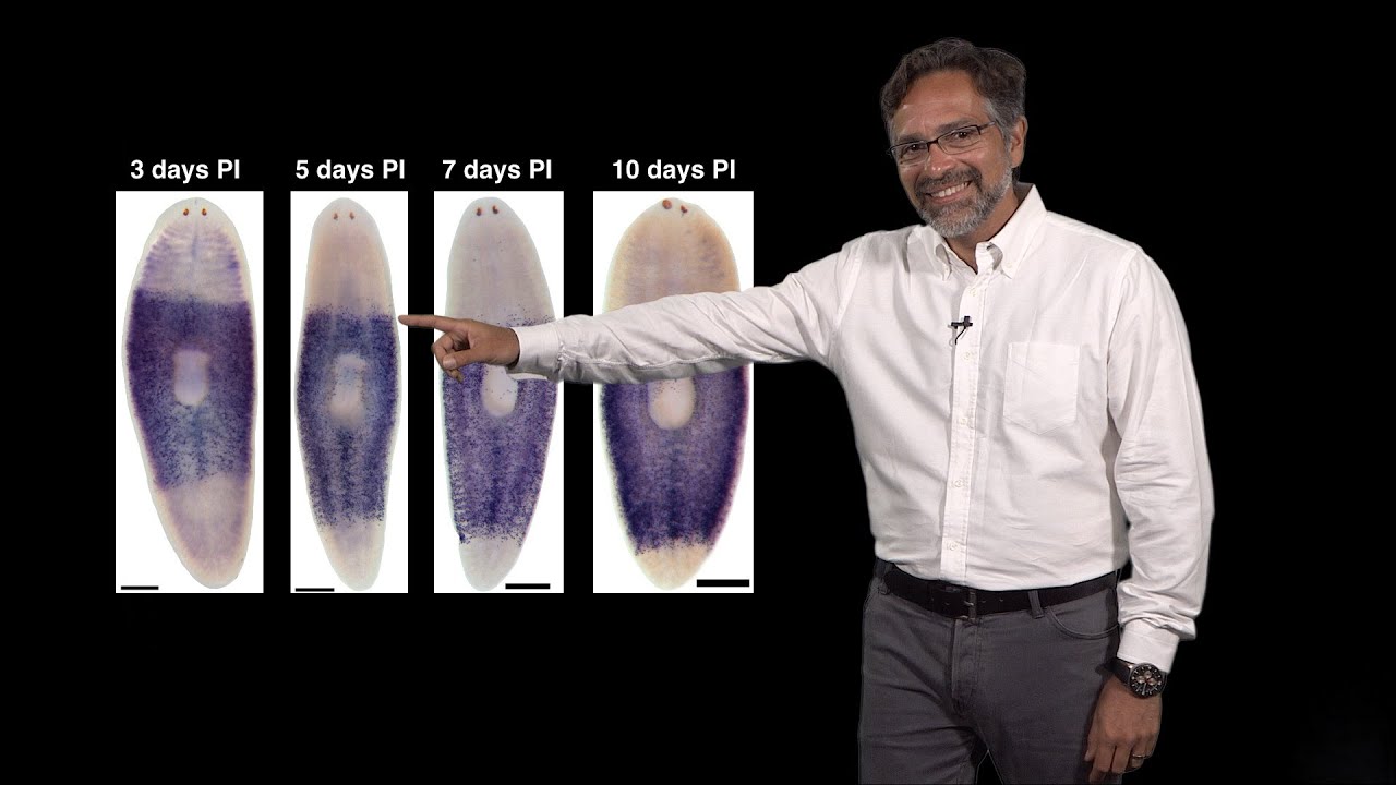 Alejandro Sánchez Alvarado Stowers Hhmi 2 Regeneration Neoblasts