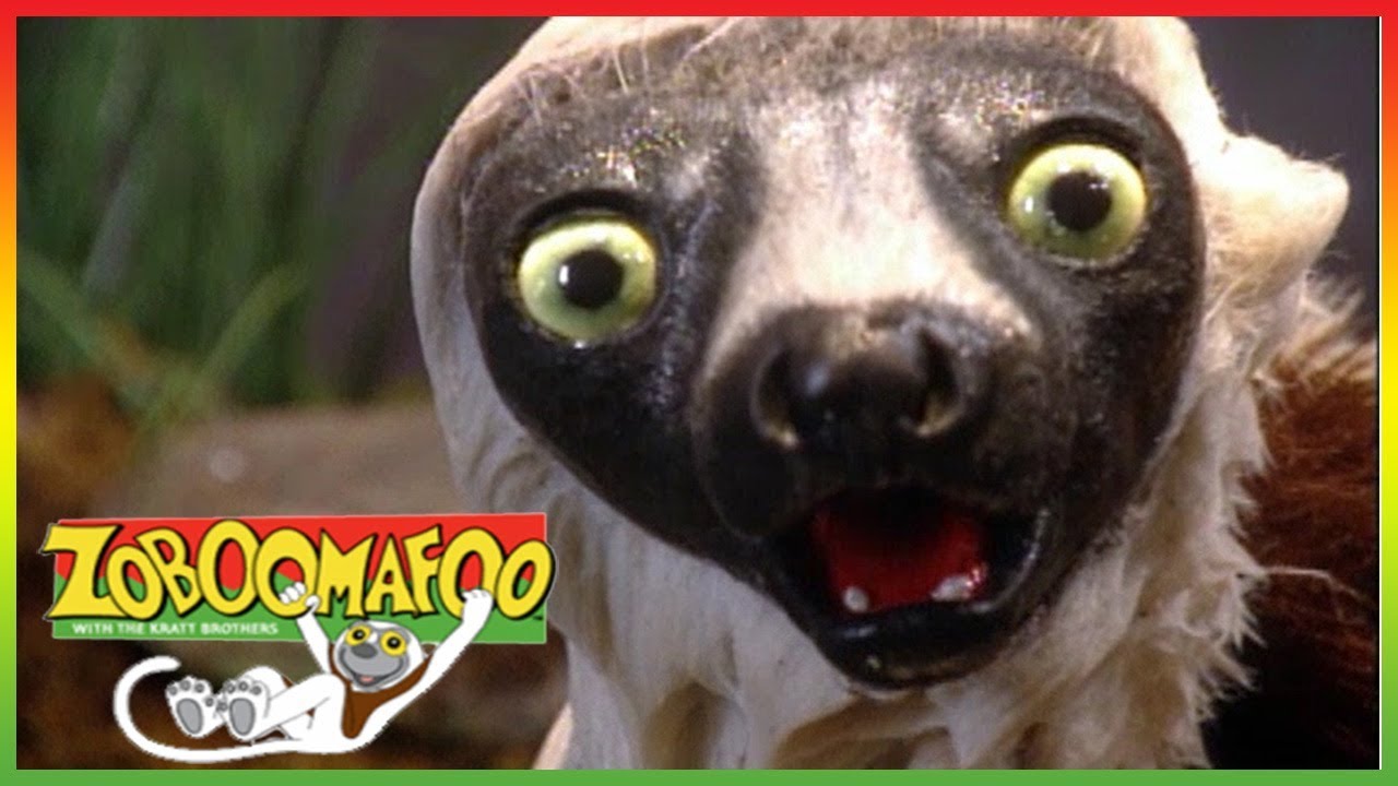 Zoboomafoo Episodes