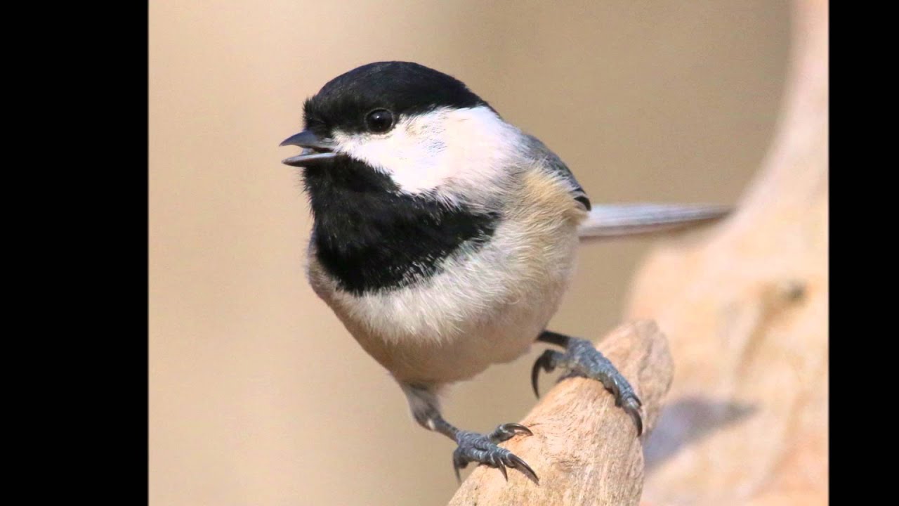 Sounds Of A Black Capped Chickadee Youtube